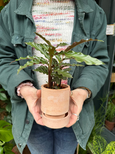 ALL HOUSEPLANTS – Pilea Plant Shop