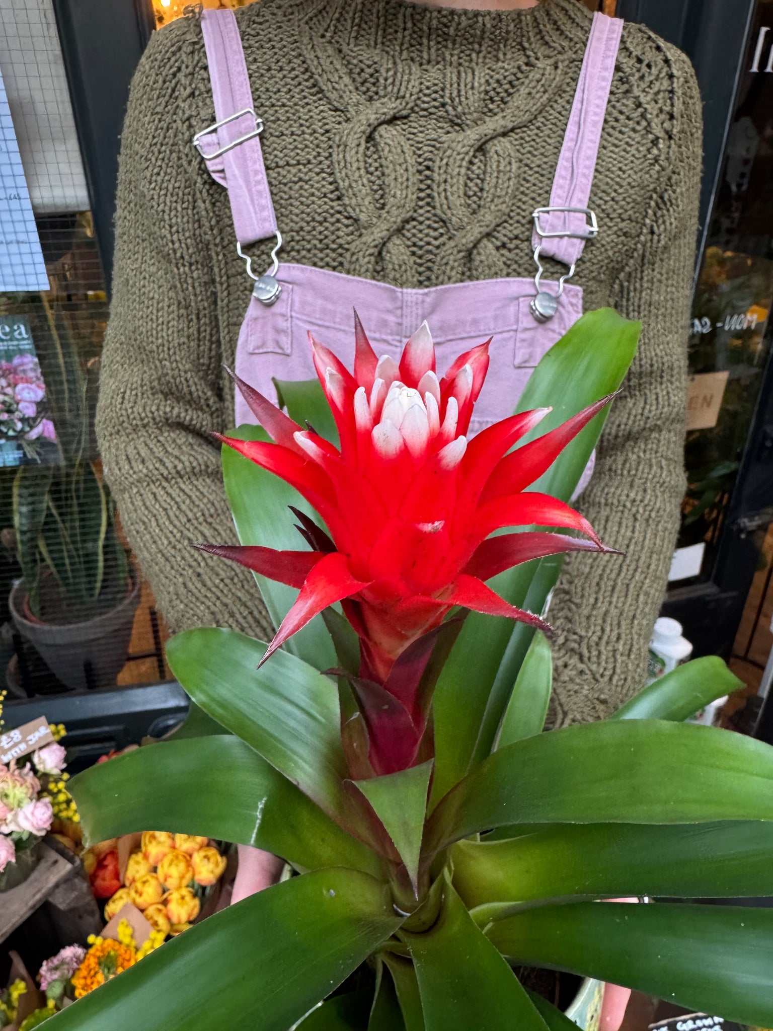 Guzmania Hope / Bromeliad – Pilea Plant Shop