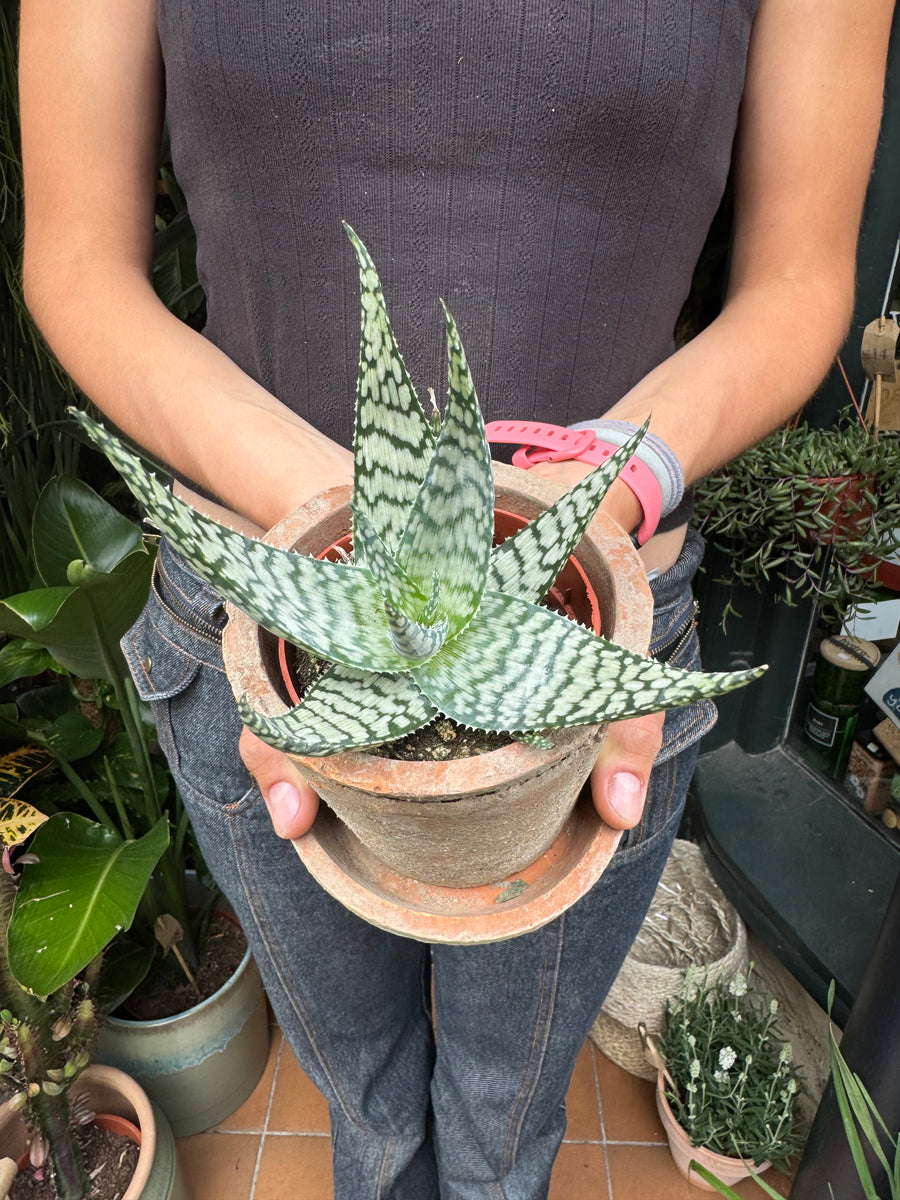 Aloe vera Bronze Lizard / Lizard Lips – Pilea Plant Shop
