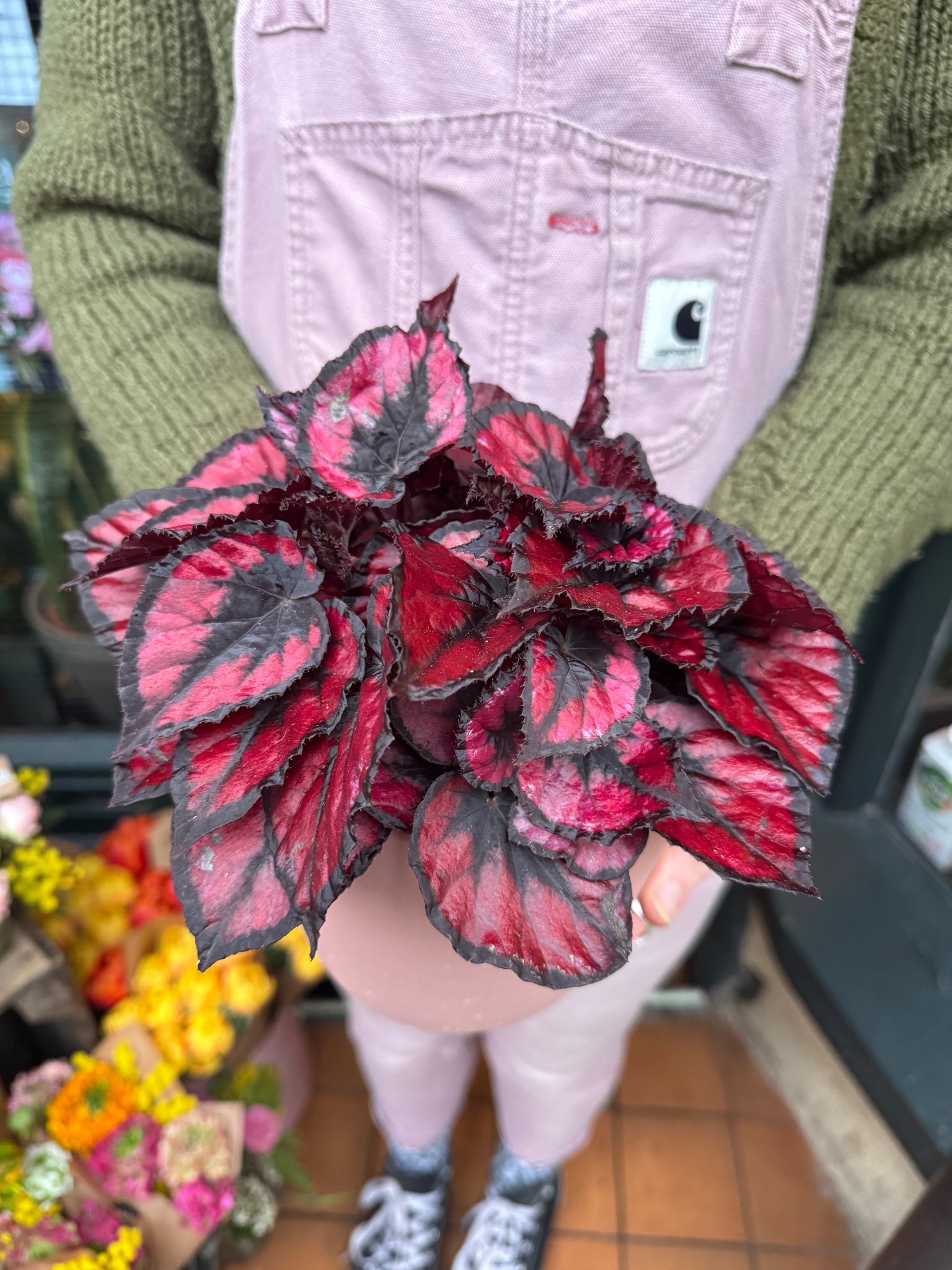 Begonia Red Kiss / Rex Begonia – Pilea Plant Shop