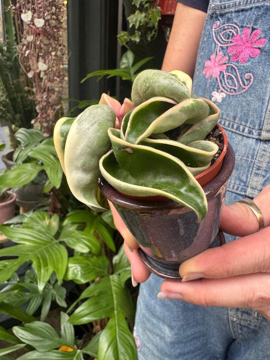 Hoya carnosa Compacta Variegata / Variegated Hindu Rope Wax Plant ...