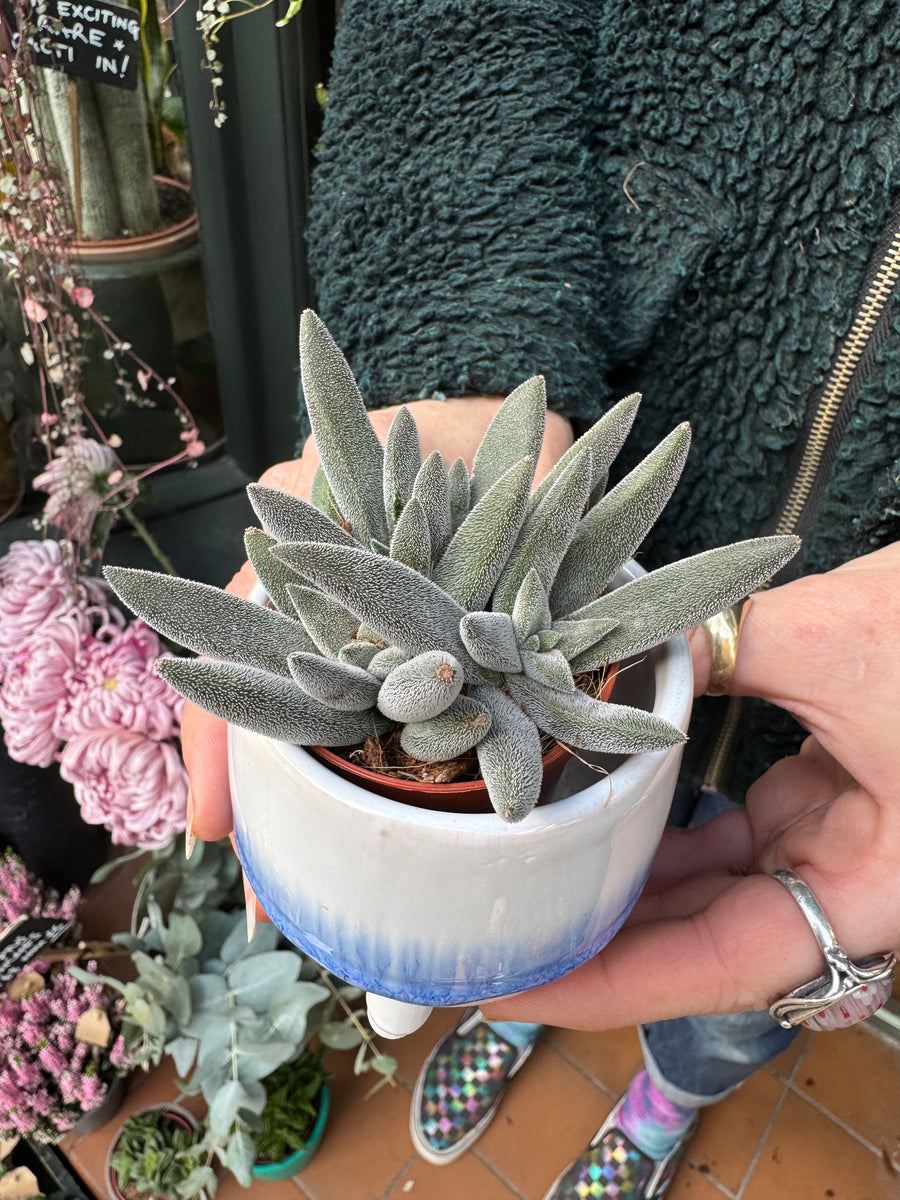 Crassula Silver Spark – Pilea Plant Shop
