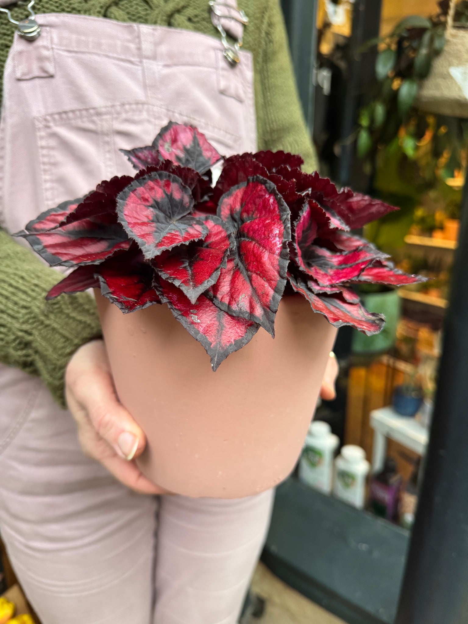 Begonia Red Kiss / Rex Begonia – Pilea Plant Shop