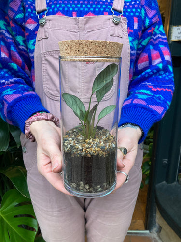 ALL HOUSEPLANTS – Pilea Plant Shop