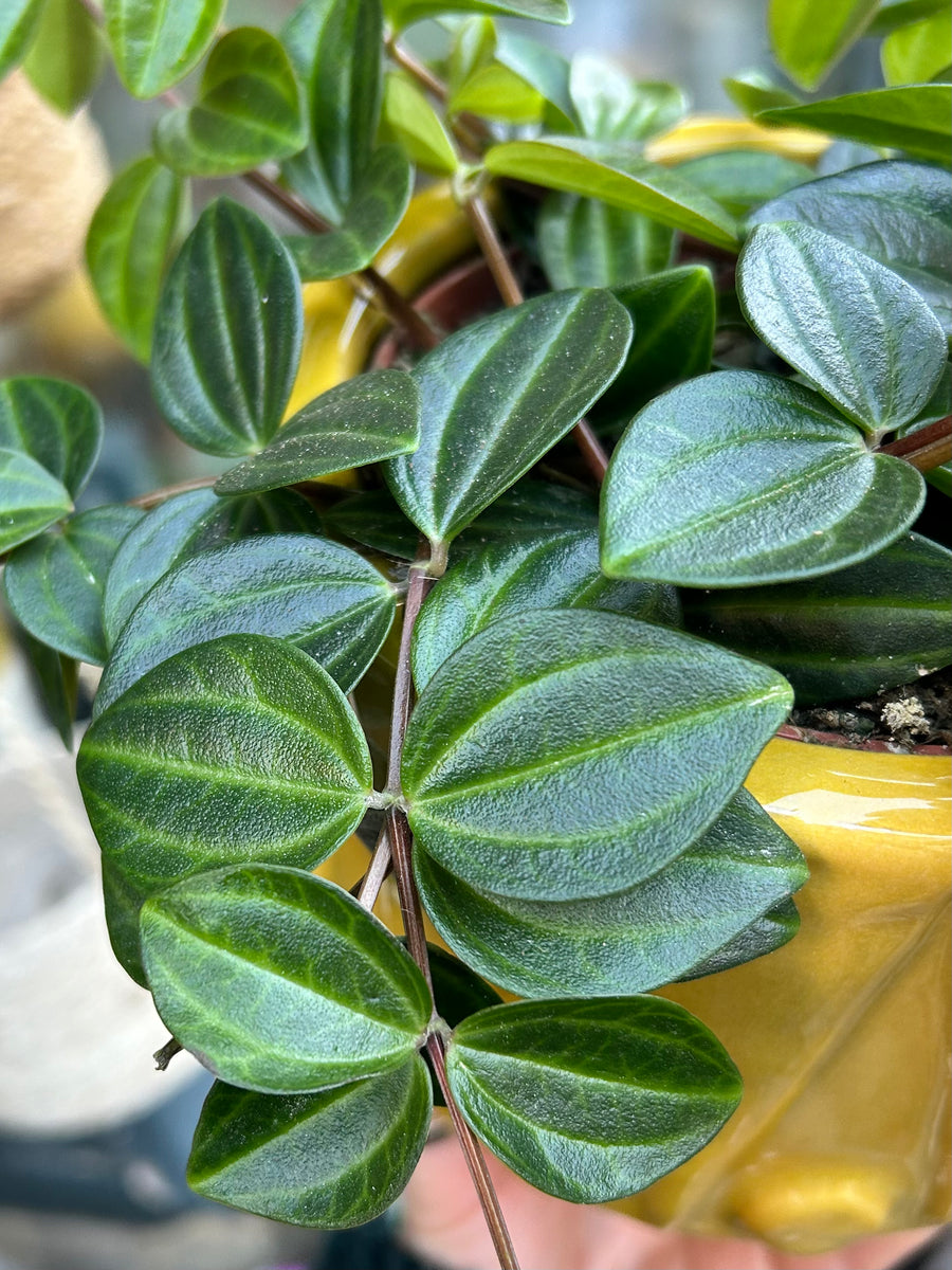 Peperomia angulata Rocca Scuro / Dark Green Beetle Radiator Plant ...
