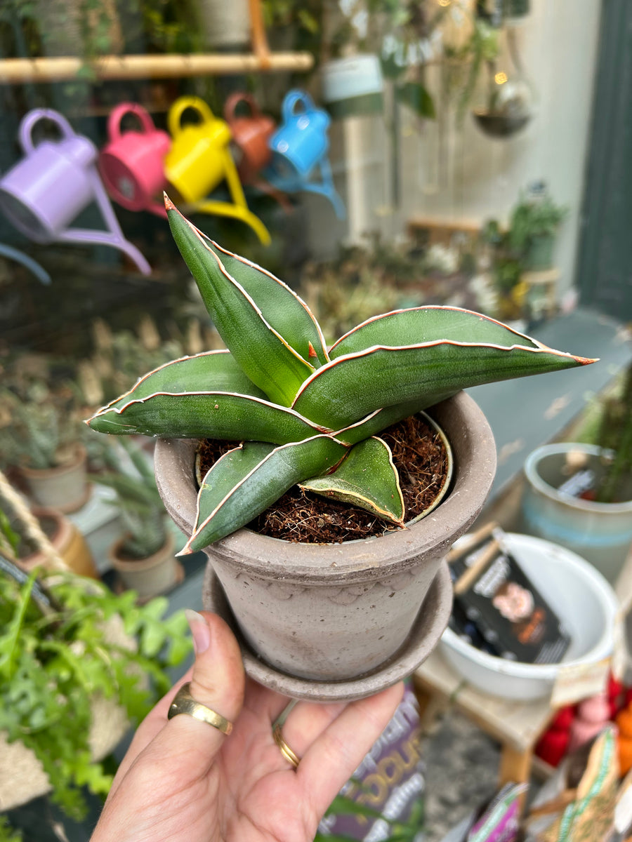 Sansevieria samurai / Snake Plant – Pilea Plant Shop