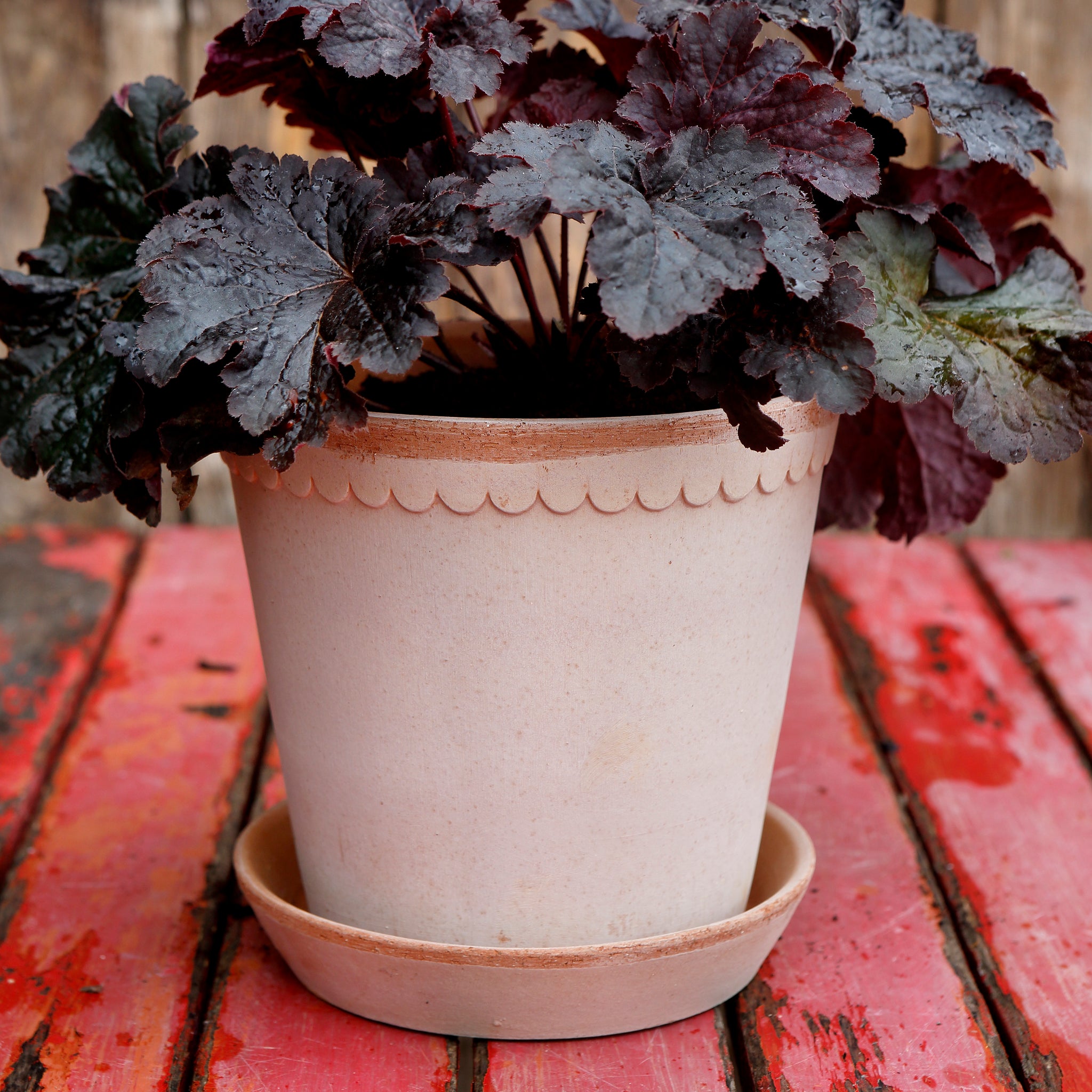 Helena Rose Plant Pots - *Local Delivery or Local Pick Up Only* – Pilea ...